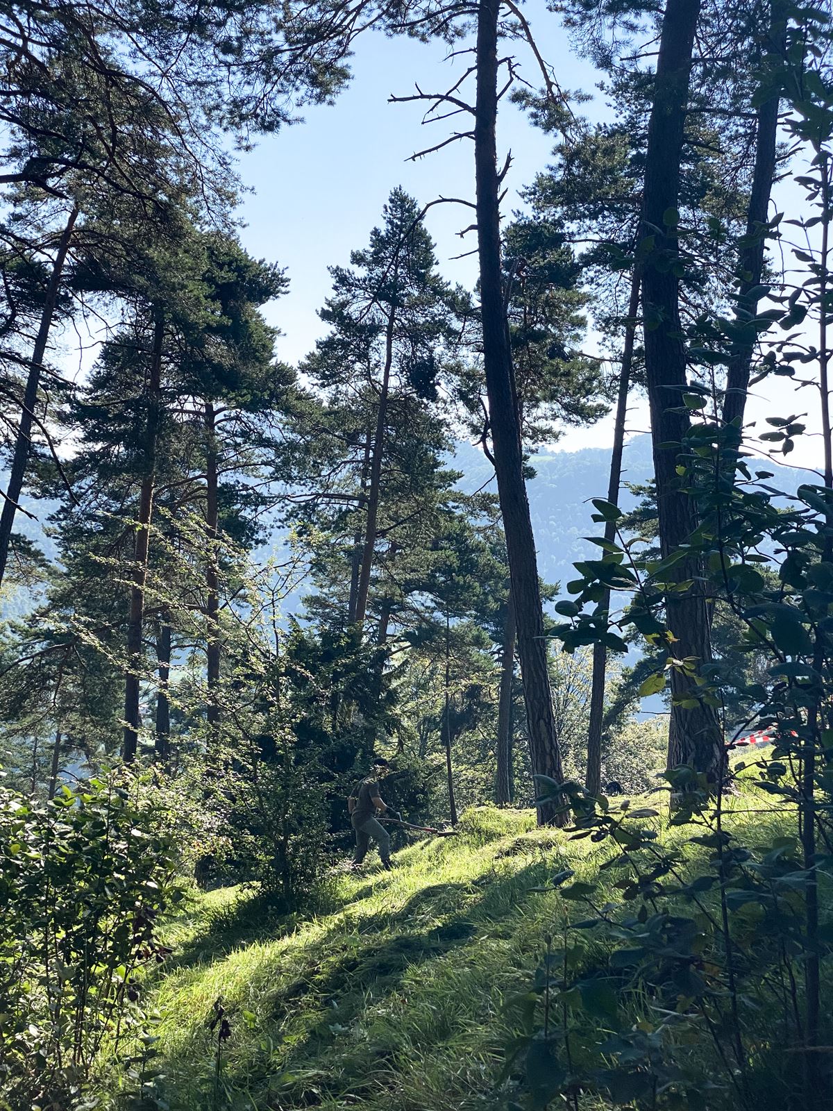 «Eine Herzensangelegenheit» - Gemeinsam für Wald und Klimaschutz ...